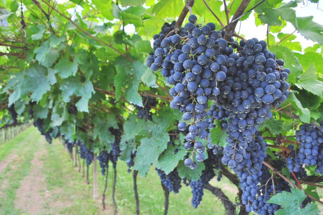 O que é vinho Merlot: Descubra Tudo Sobre Esse Vinho Incrível